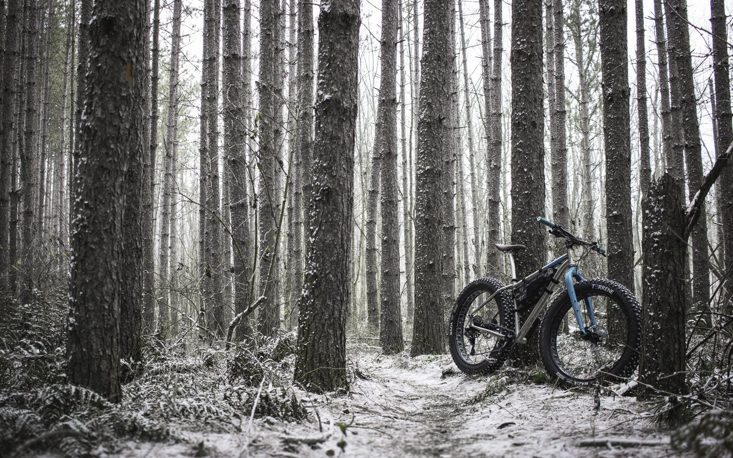 Wallpaper Wednesday - Halton Agreement Forest