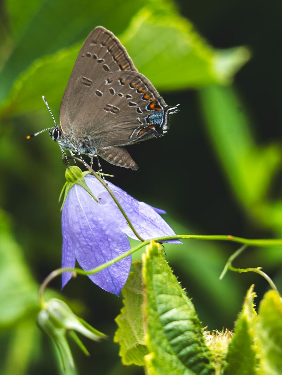 Wallpaper Wednesday - Barrens, Blueberries and Bugs