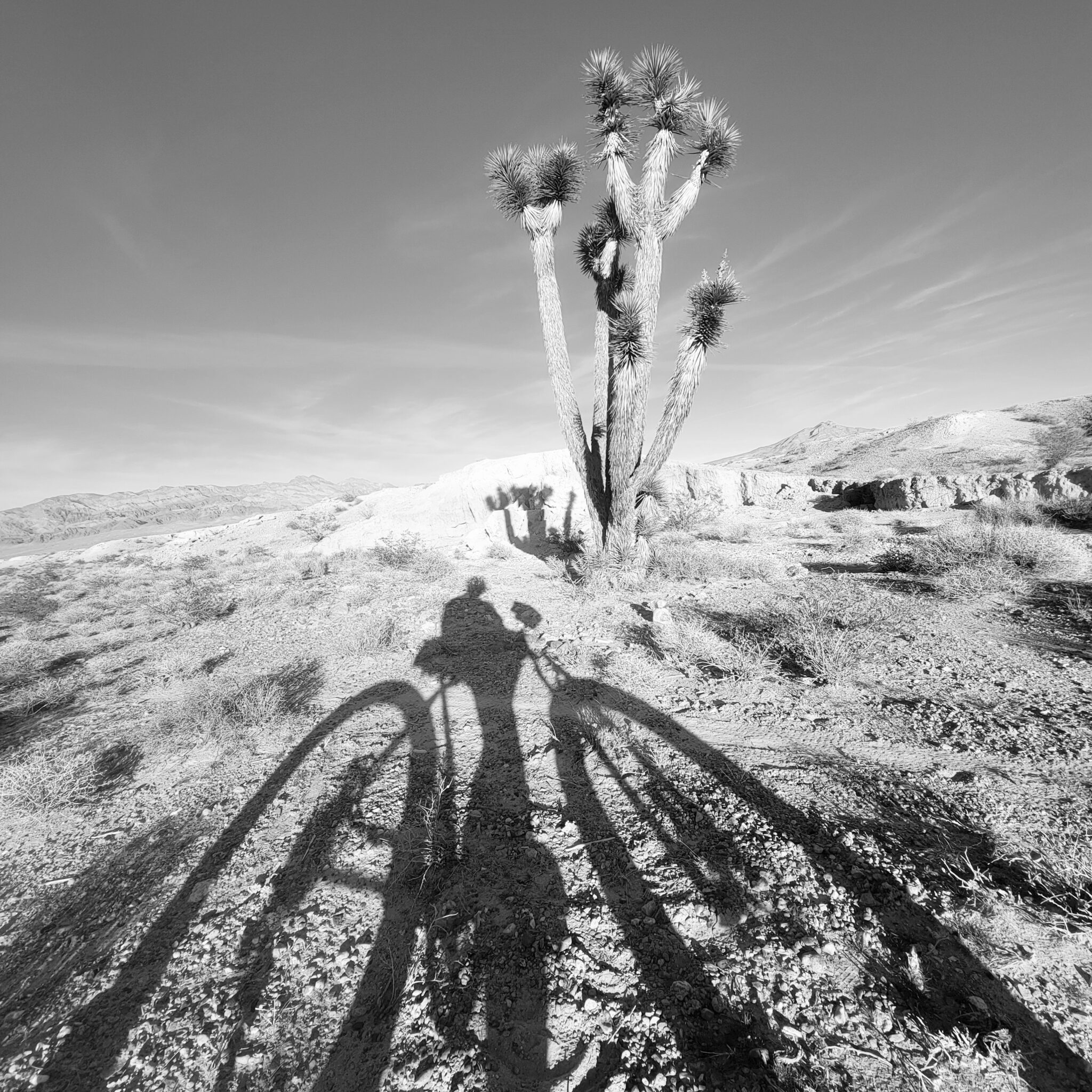 Wallpaper Wednesday - Monte in Vegas